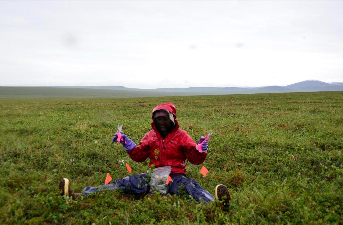 NSF Arctic Data Center New Dataset Reveals Insights into Arctic Plant Biomass with Dr. Logan Berner